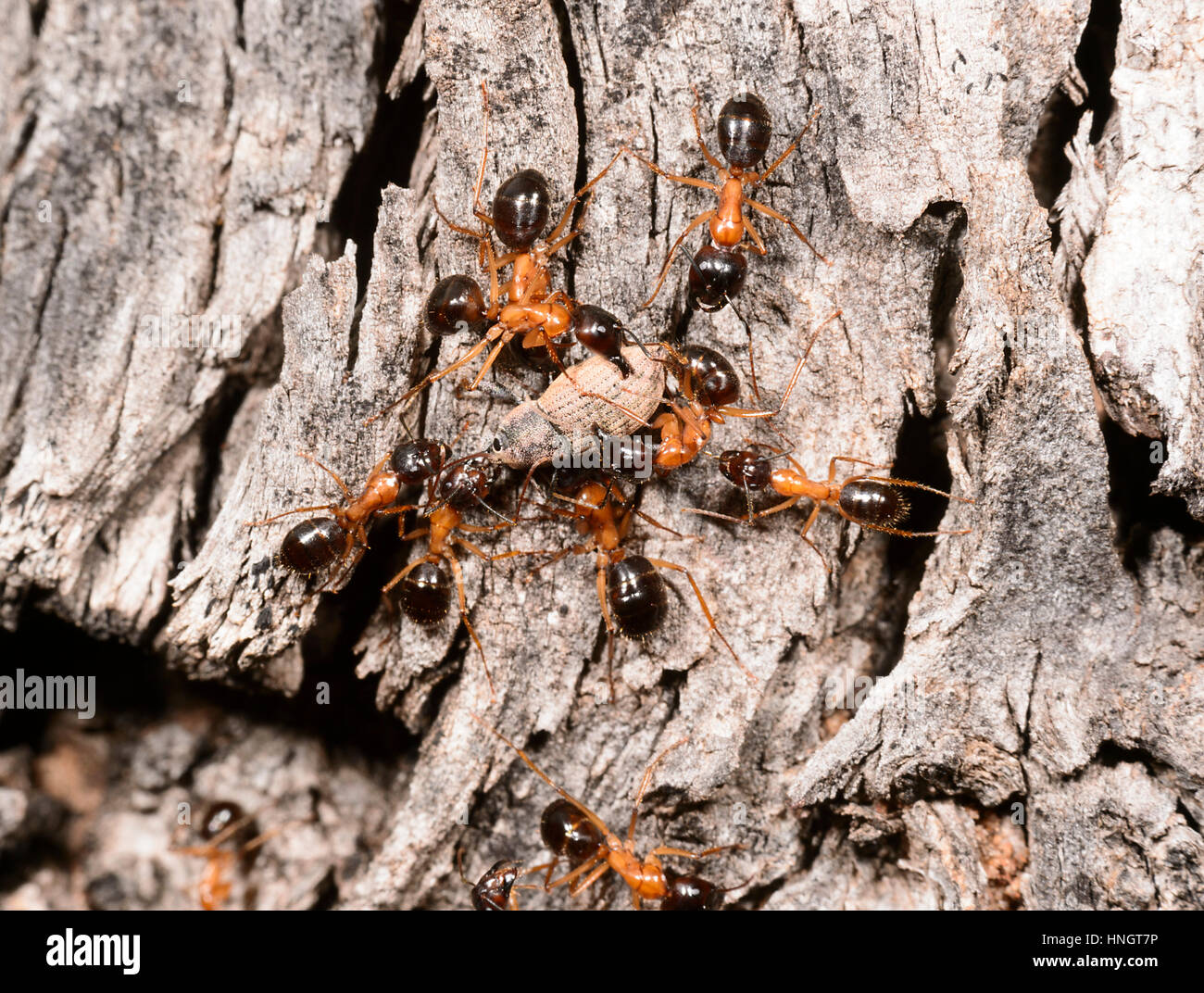 Black-headed Sugar Ant (Camponotus nigriceps) with Weevil prey, Hattah ...