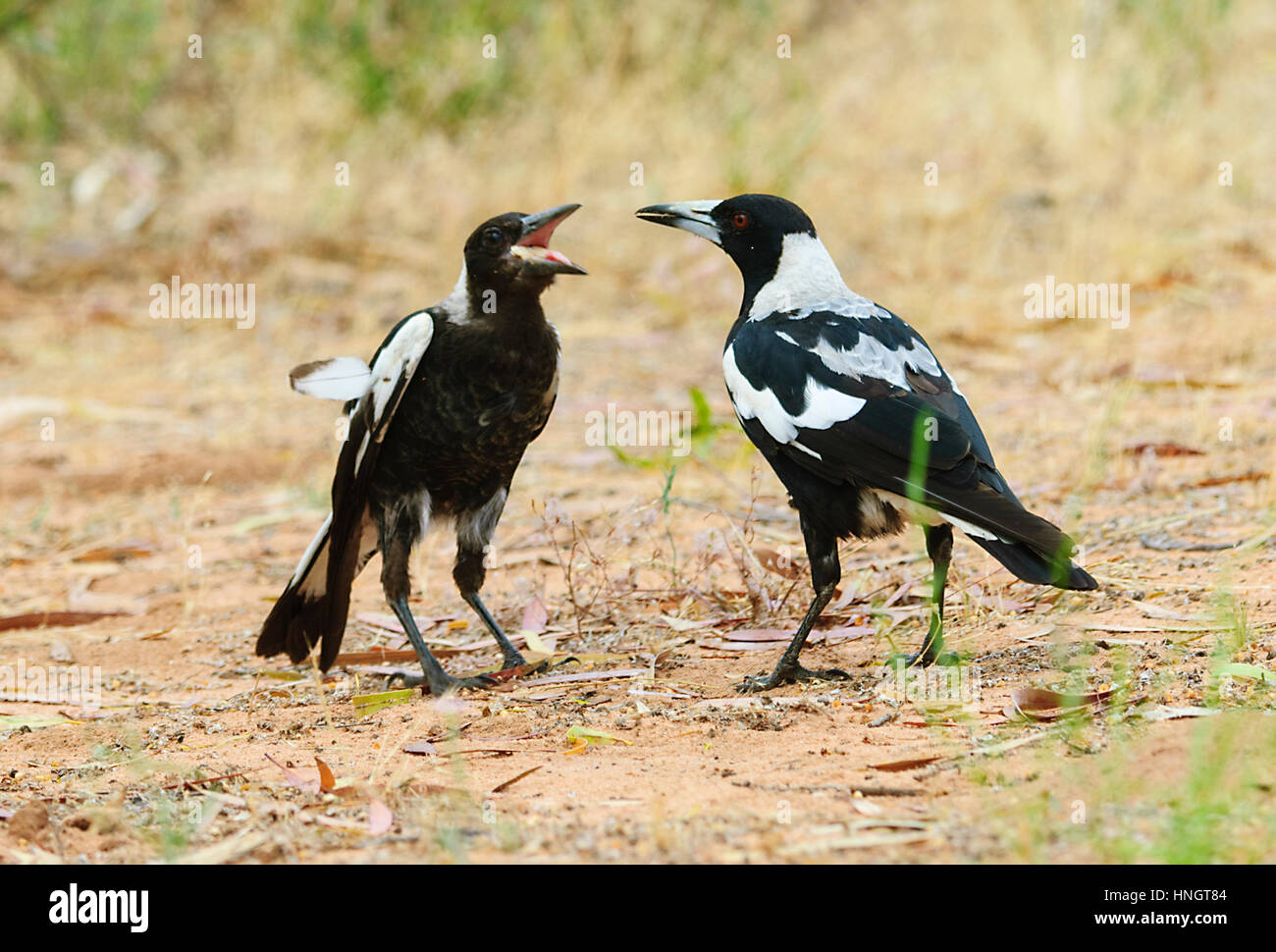 Adult and begging Juvenile Australian Magpies (Cracticus tibicen ...
