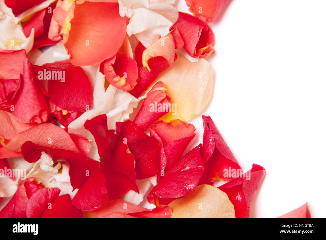 Pink and red rose petals on a white background Stock Photo - Alamy