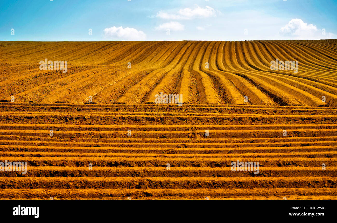 Farm field with furrows Stock Photo - Alamy