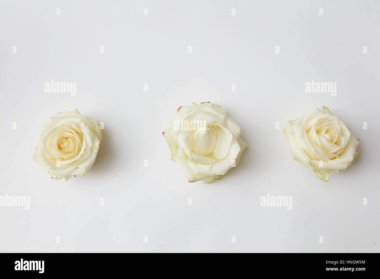 Three white rose head isolated on white background Stock Photo - Alamy