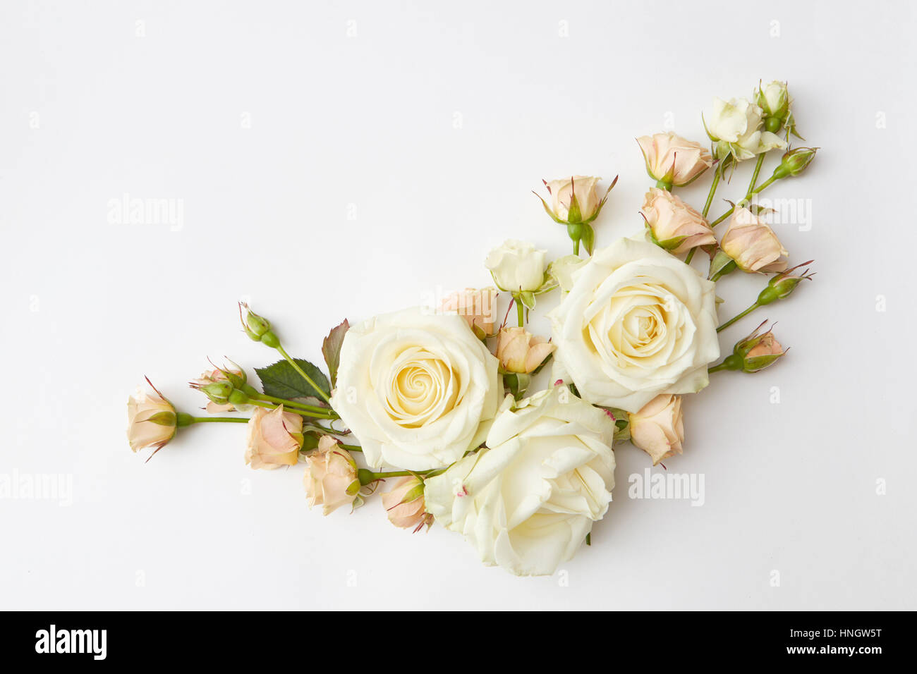 Corner frame of a beautiful roses on a white background Stock Photo - Alamy