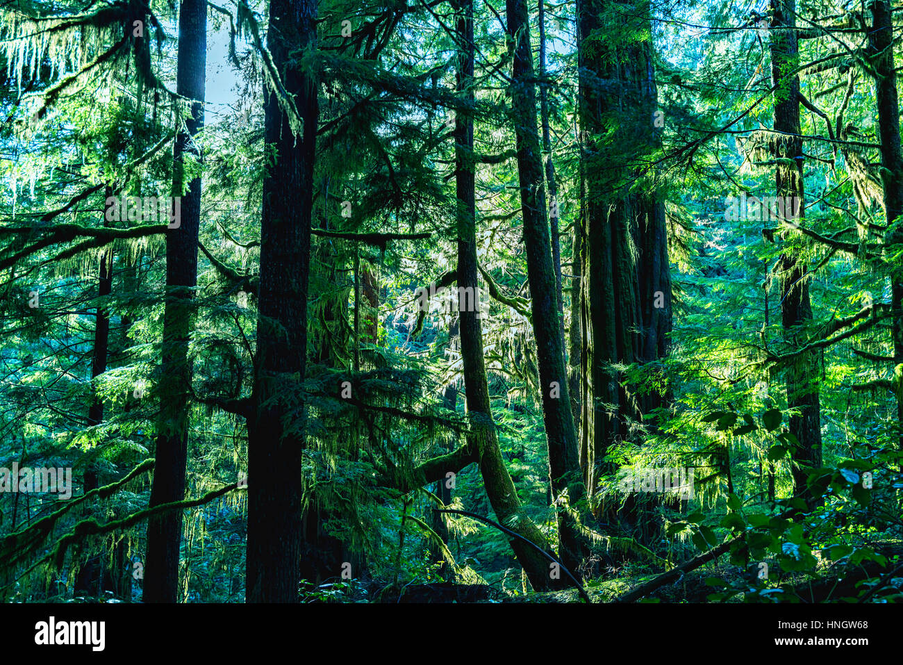 Natural beauty in Vancouver Island series - Beautiful ancient forest in ...