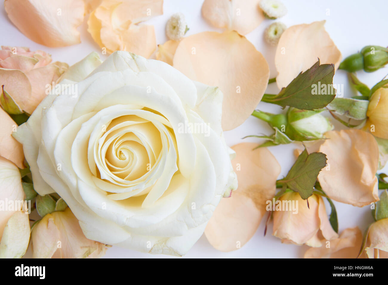 sweet color roses in soft color for flora background Stock Photo - Alamy
