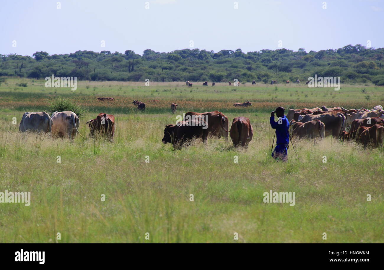 A herdsman and his cattle on a subsistence farm in rural South Africa ...