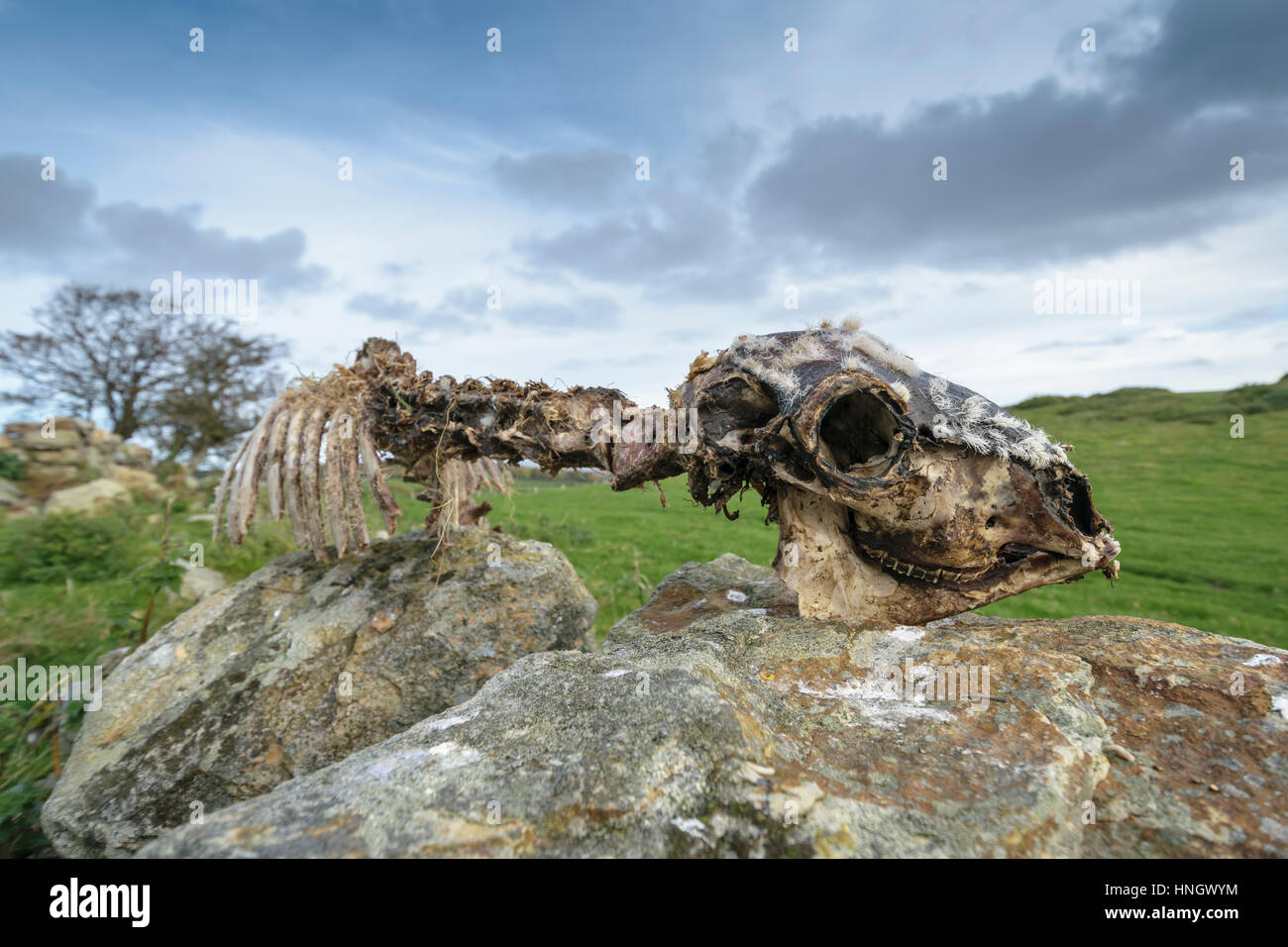 Sheeps skull hi-res stock photography and images - Alamy