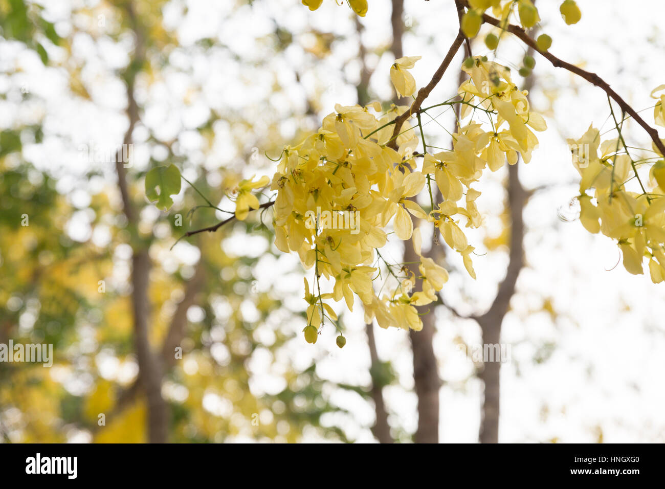 Vishu Flower Stock Photos & Vishu Flower Stock Images - Alamy