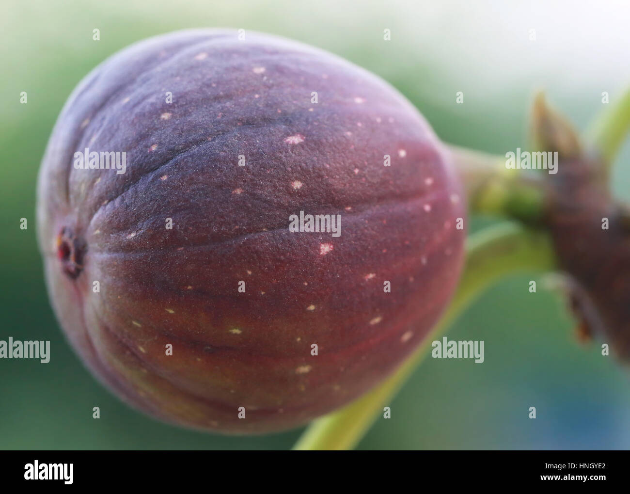 Turkey fig plant hi-res stock photography and images - Alamy