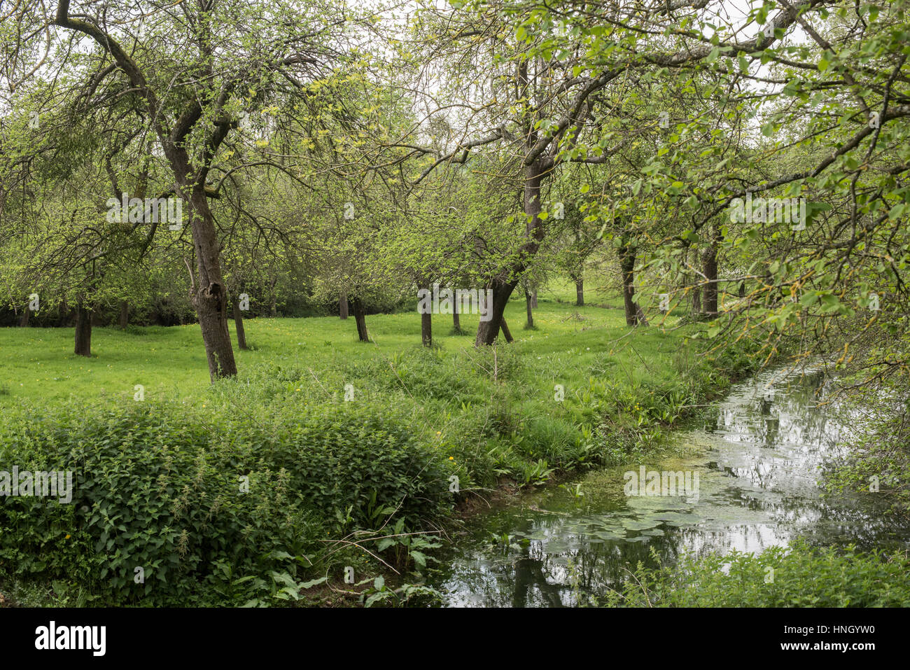 Old cider orchard in Herefordshire with wide ditch Stock Photo - Alamy