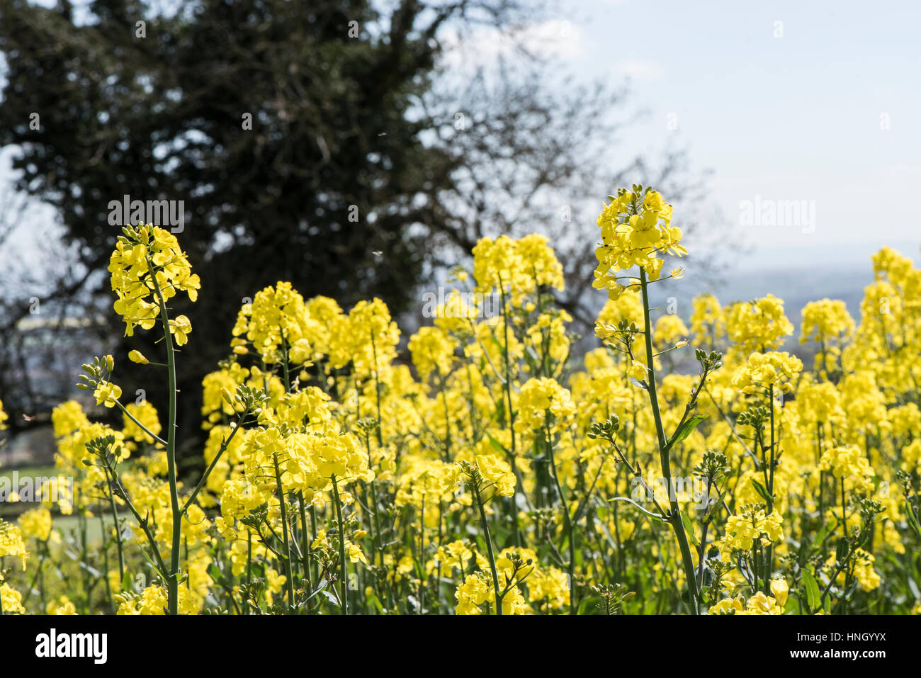 Spring Oilseed Rape crop in Herefordshire, showing the bright yellow ...