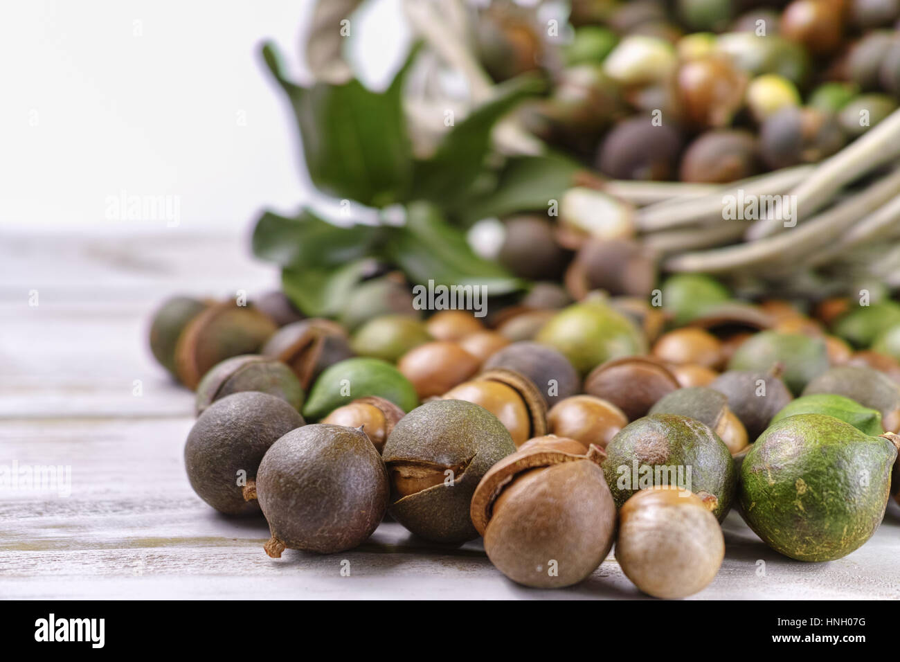 Macadamia nuts new zealand hi-res stock photography and images - Alamy