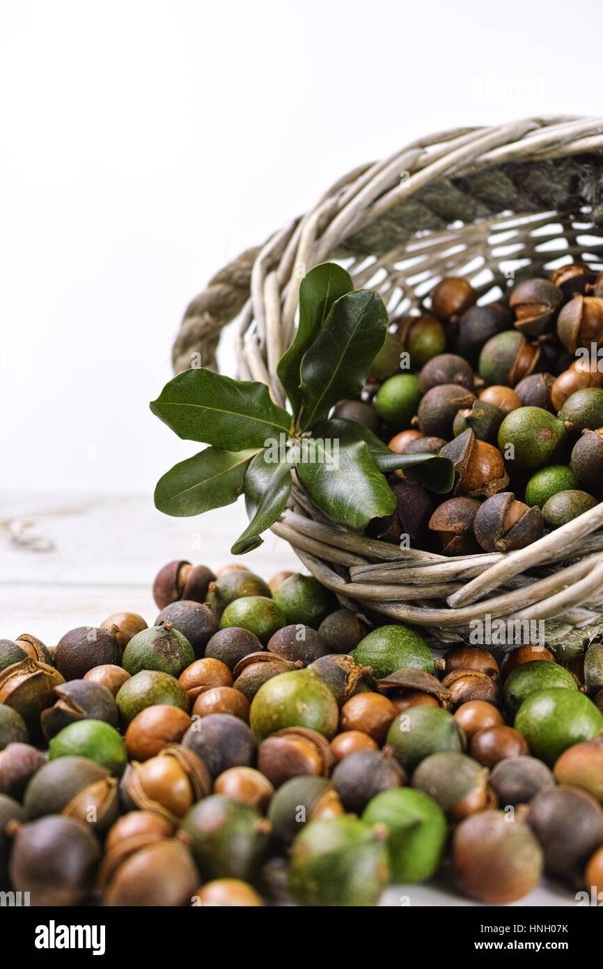 Macadamia nuts new zealand hi-res stock photography and images - Alamy