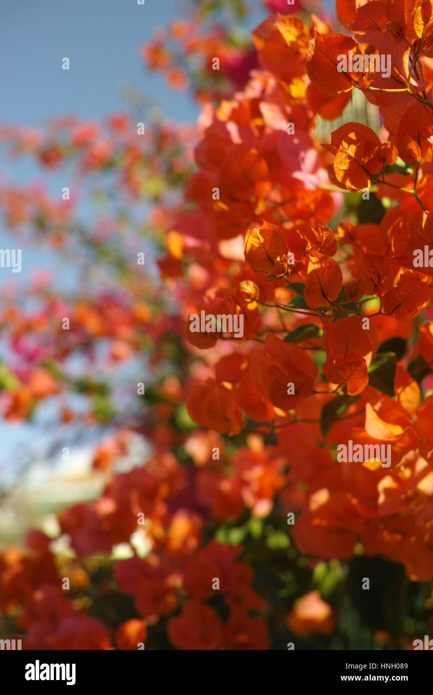 Bright orange Bougainvillea plant flowers in sunlight Stock Photo - Alamy