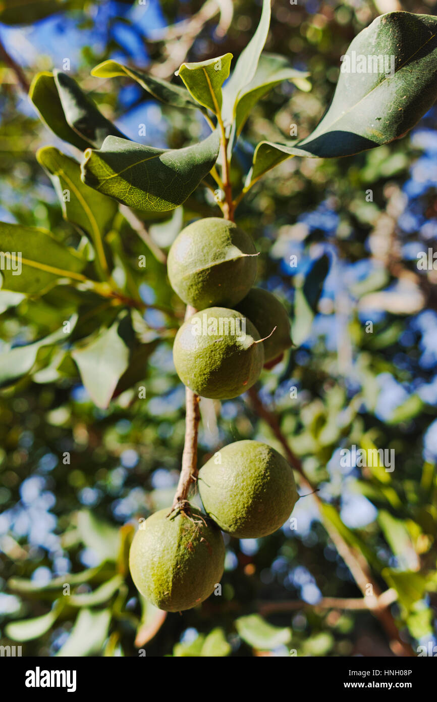 Macadamia nuts on the evergreen tree, macadamia plantation - expensive ...