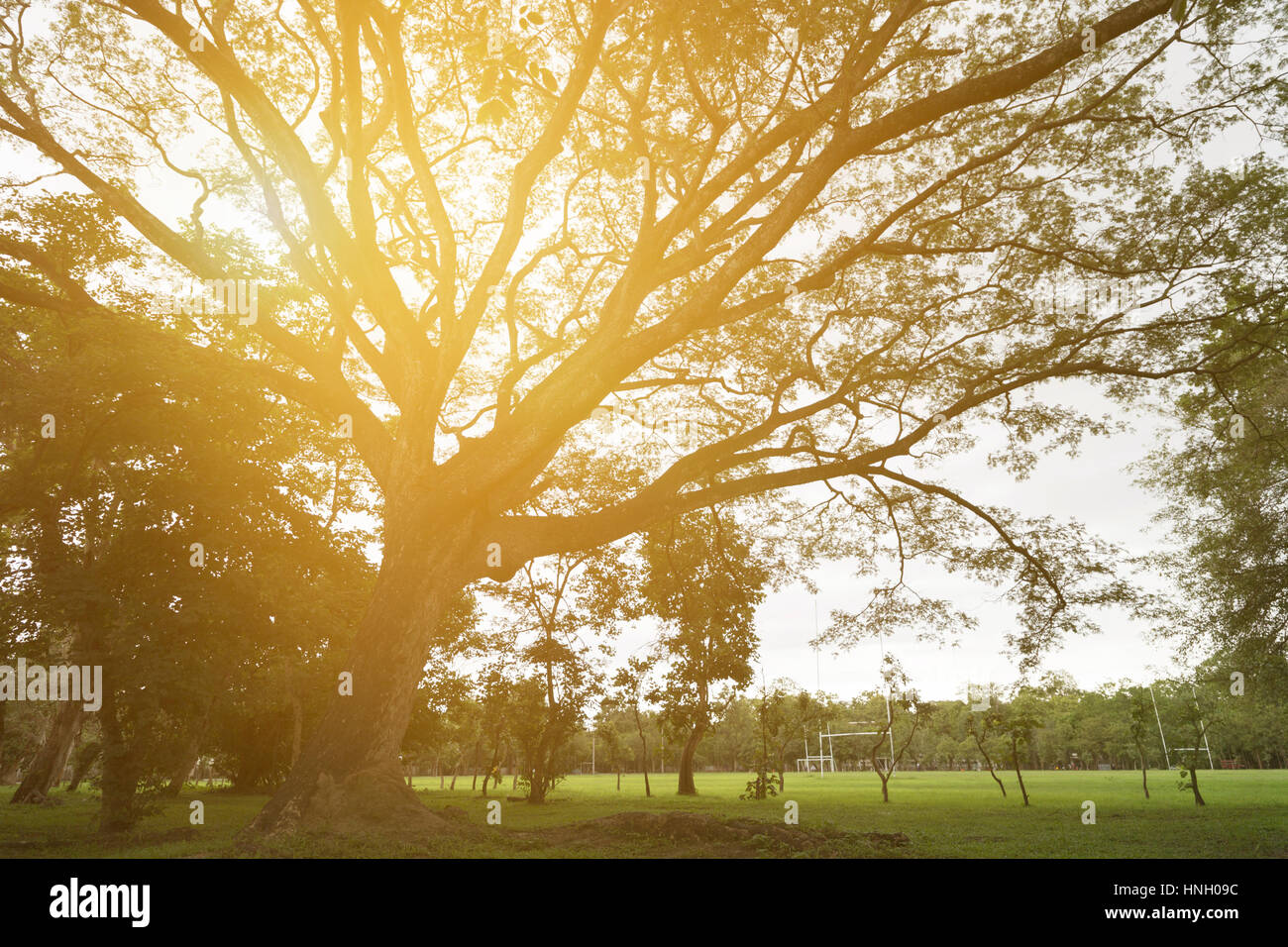 branch of big tree in park with sunlight background Stock Photo - Alamy