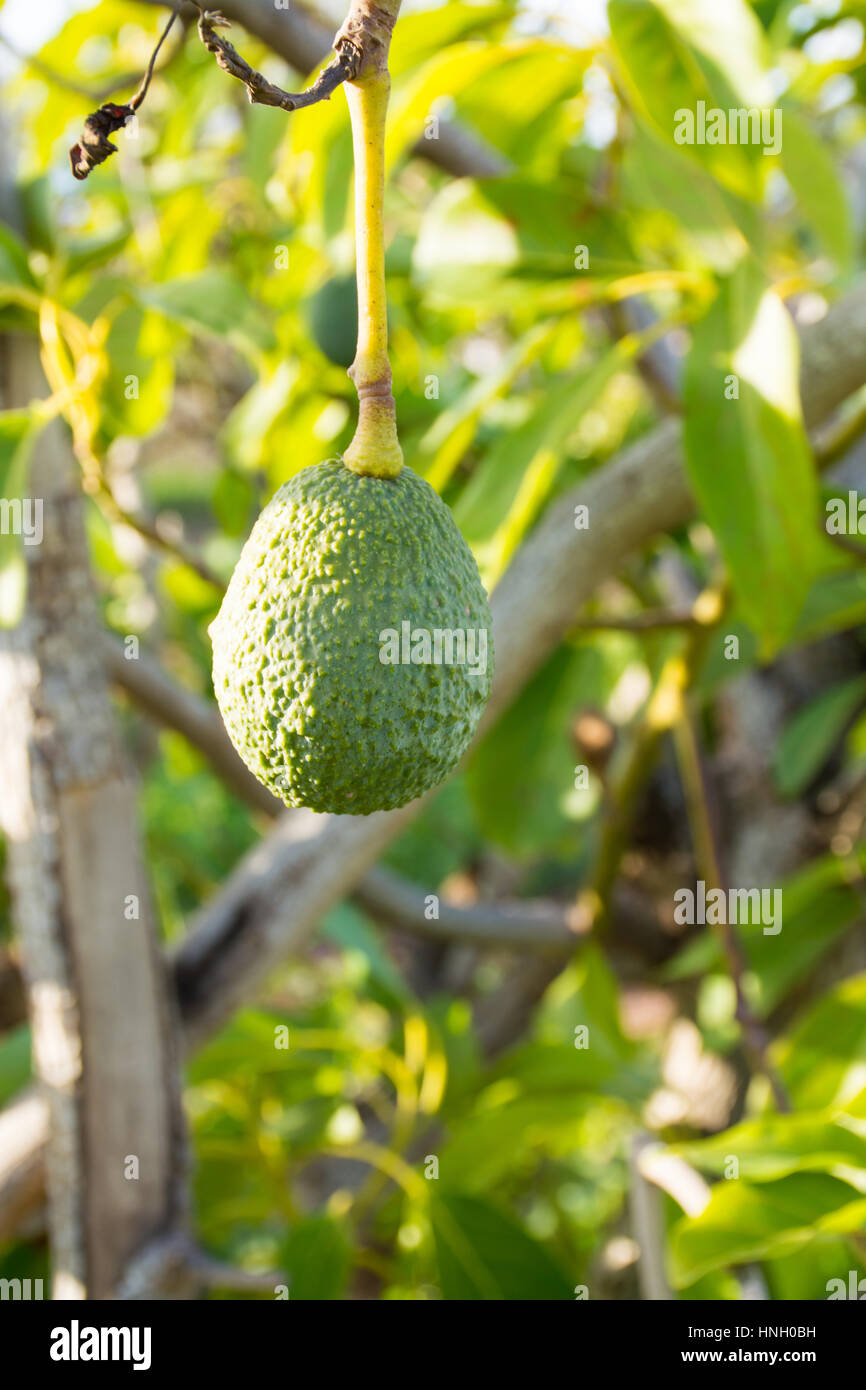 Green ripe avocado on the tree, avocado plantation - healthy food Stock ...