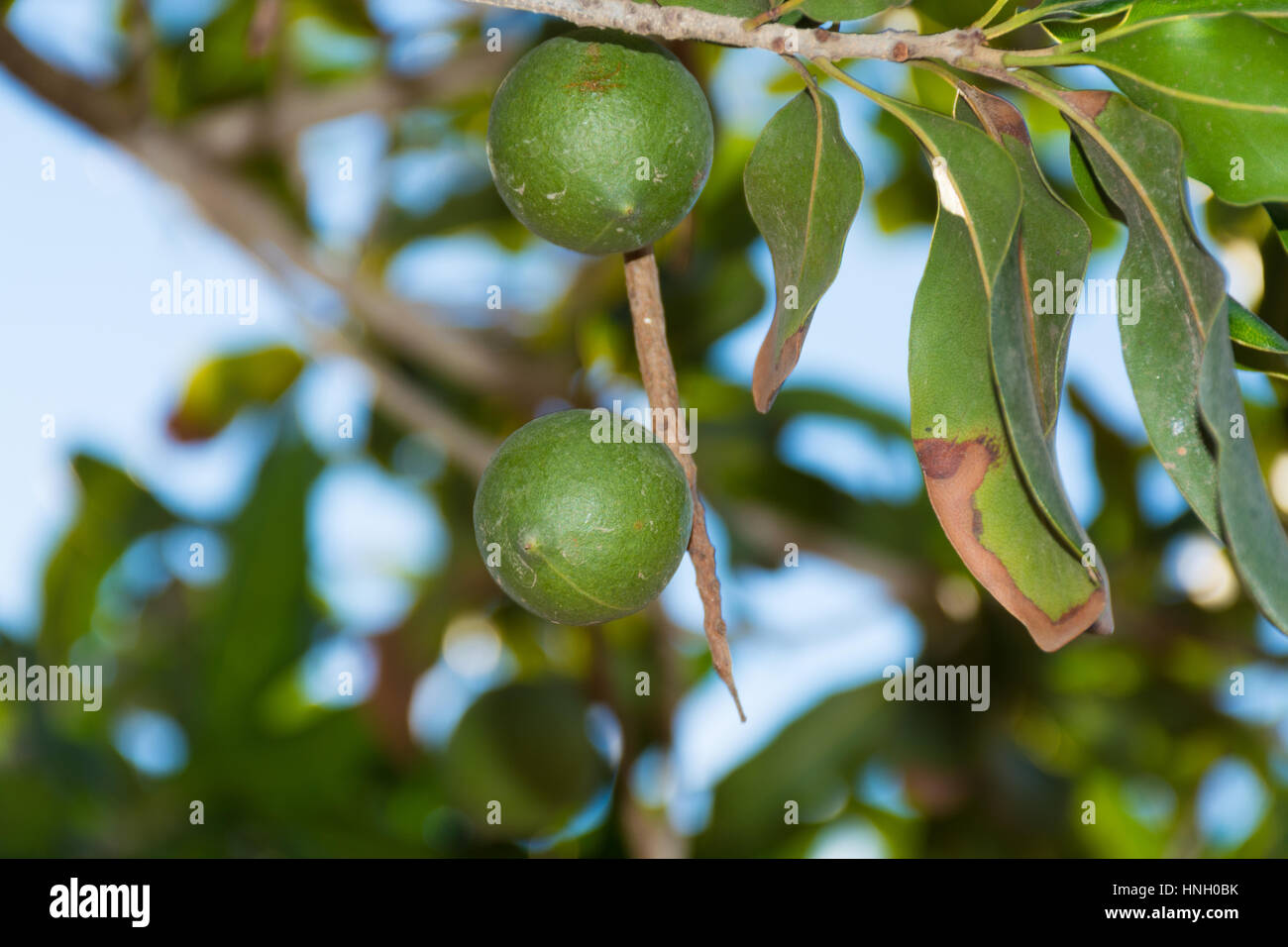 Macadamia plantation south africa hi-res stock photography and images ...