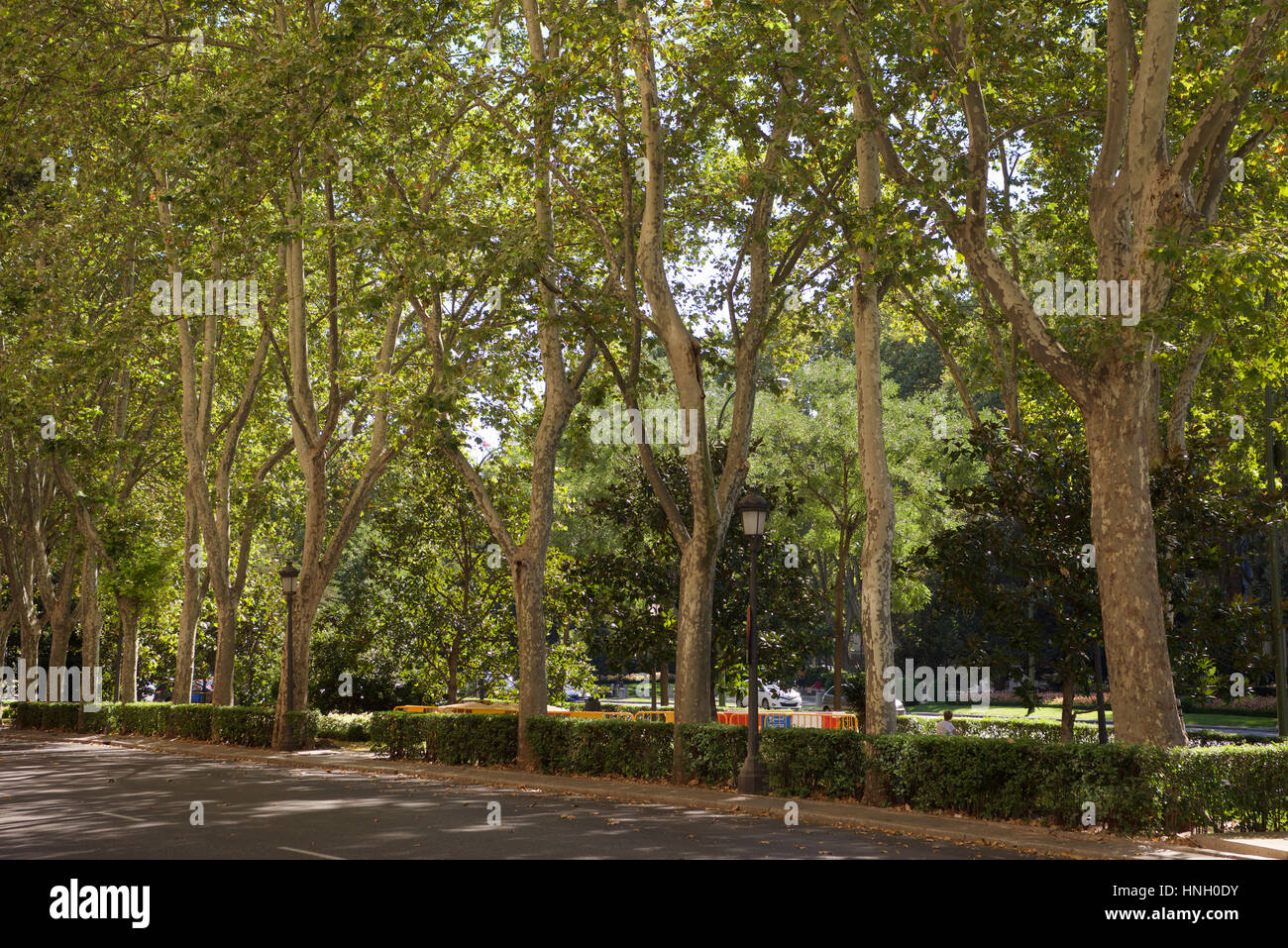 Trees lining a road in Madrid, Spain Stock Photo - Alamy