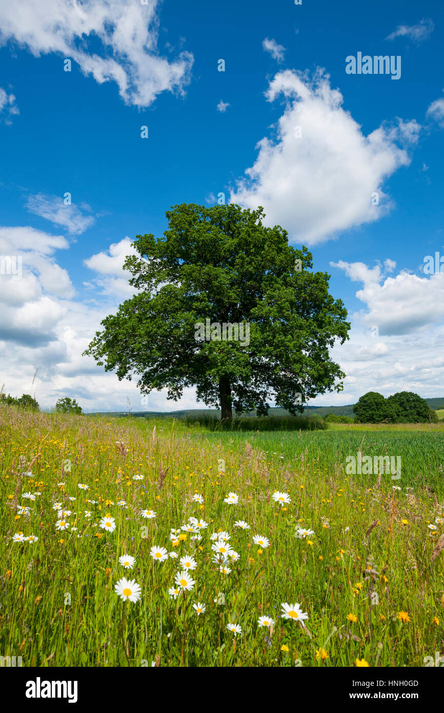 English oak (Quercus robur), solitary tree, Bavaria, Germany Stock ...