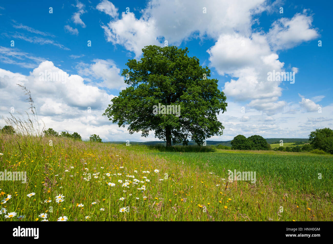 English oak (Quercus robur), solitary tree, Bavaria, Germany Stock ...