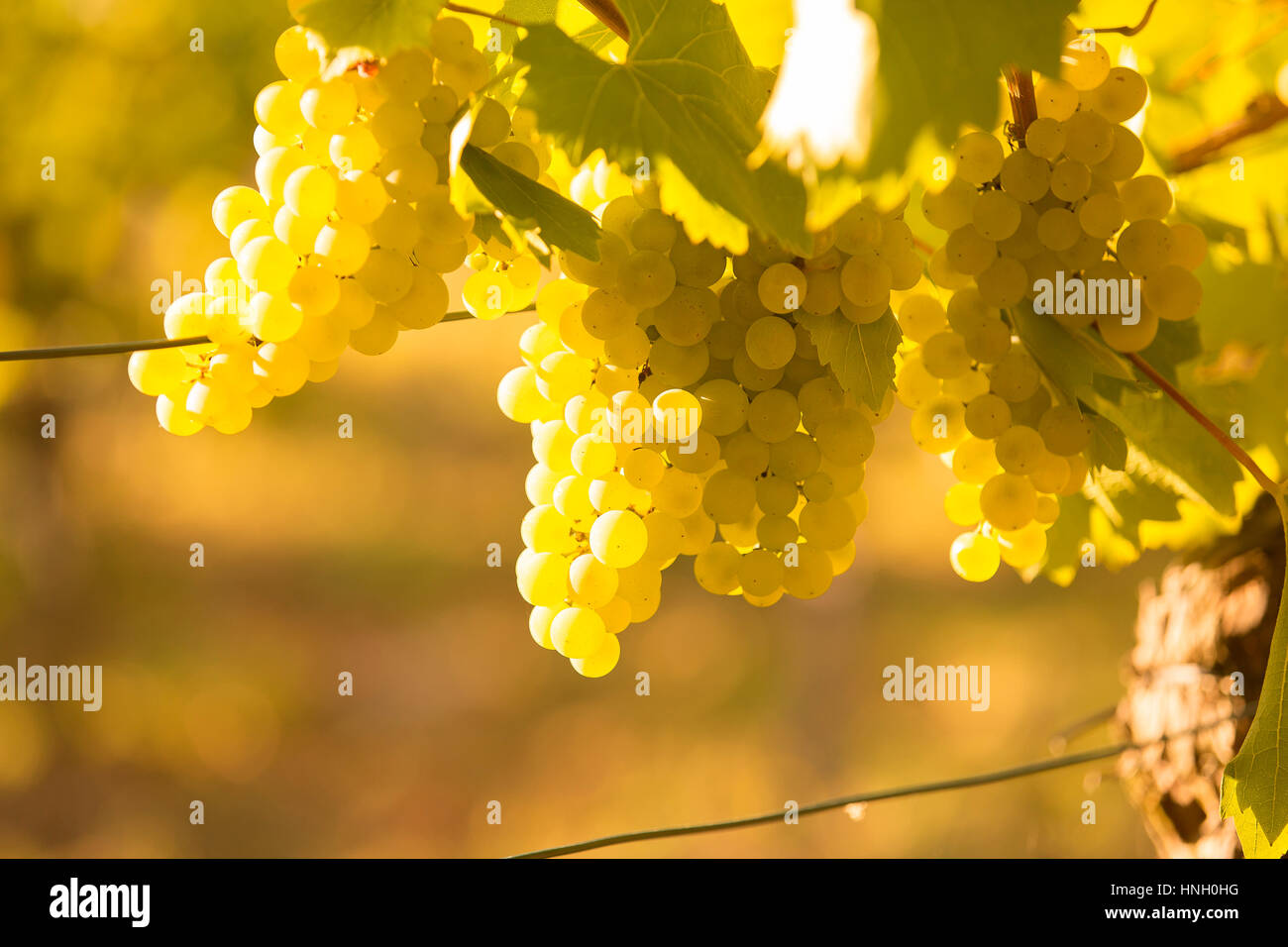 Vitis Vinifera Subsp Vinifera High Resolution Stock Photography and Images - Alamy