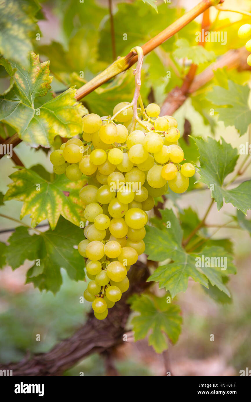 Vitis vinifera subsp vinifera hi-res stock photography and images - Alamy
