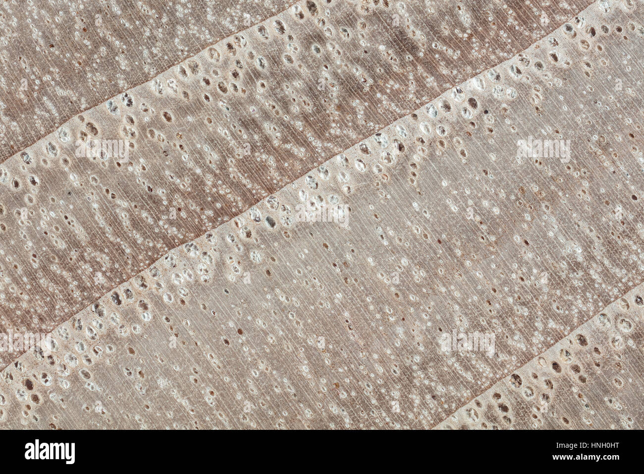 Photomicrograph, polished wooden surface, sweet chestnut (Castanea ...