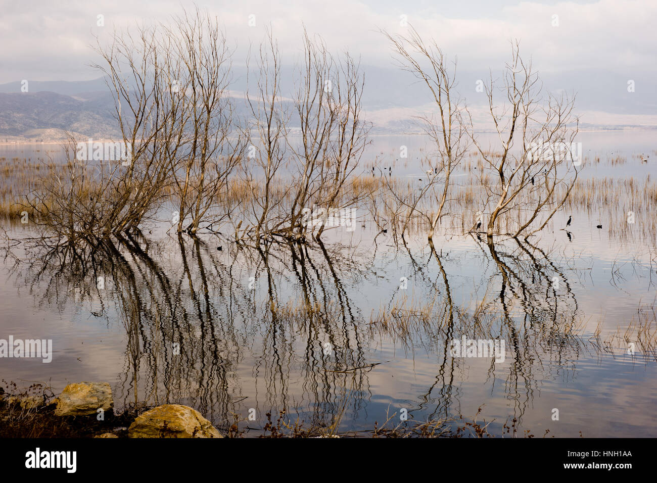 Branches of trees are reflected at the water of the Doiran or Dojran ...