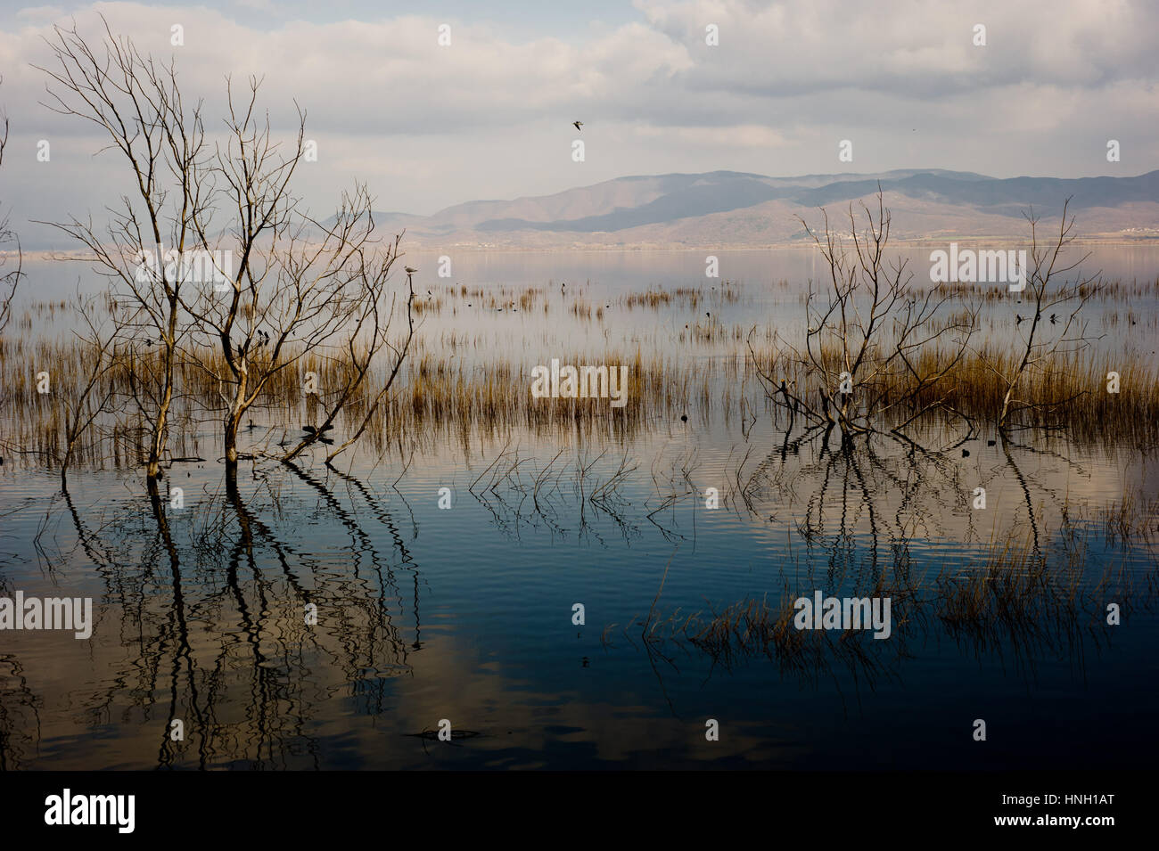 Branches of trees are reflected at the water of the Doiran or Dojran ...