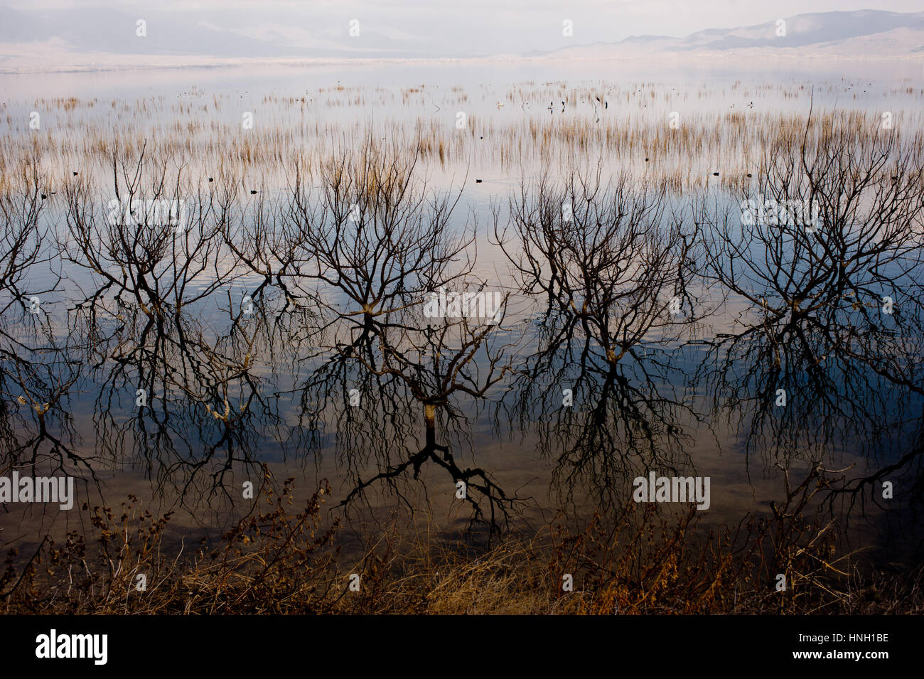 Branches of trees are reflected at the water of the Doiran or Dojran ...