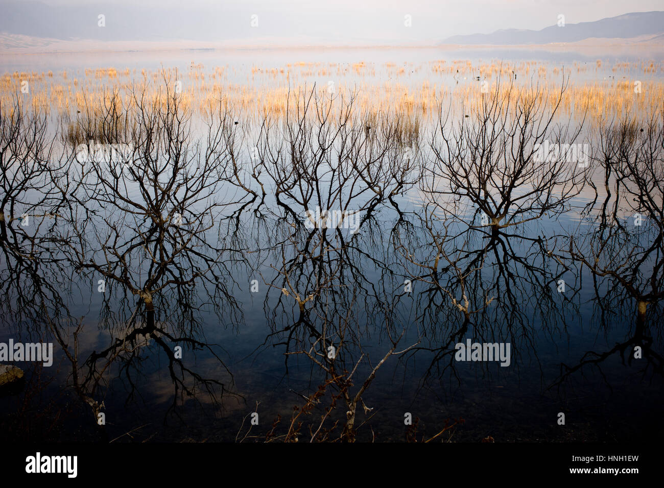 Branches of trees are reflected at the water of the Doiran or Dojran ...