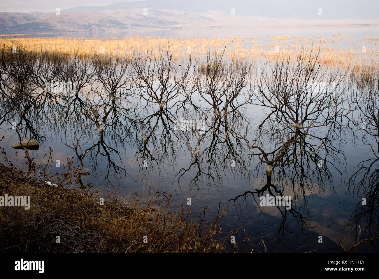 Branches of trees are reflected at the water of the Doiran or Dojran ...