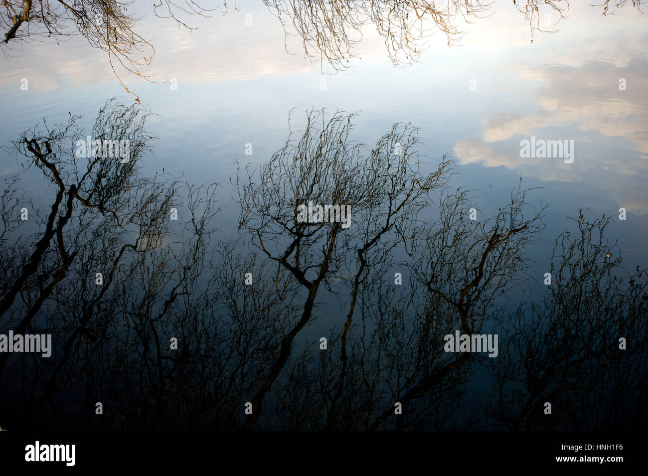 Branches of trees are reflected at the water of the Doiran or Dojran ...