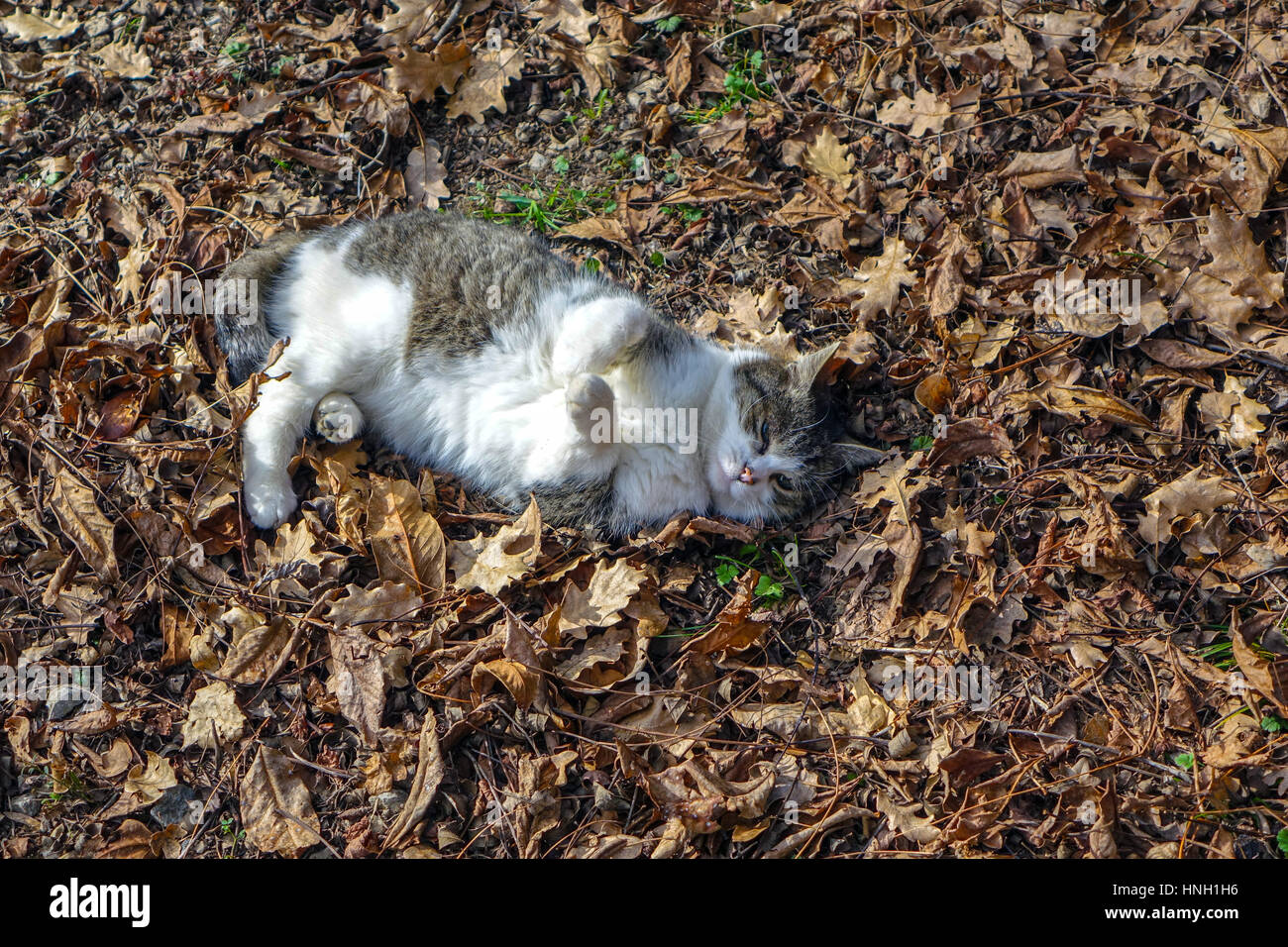 Dead kitten hi-res stock photography and images - Alamy