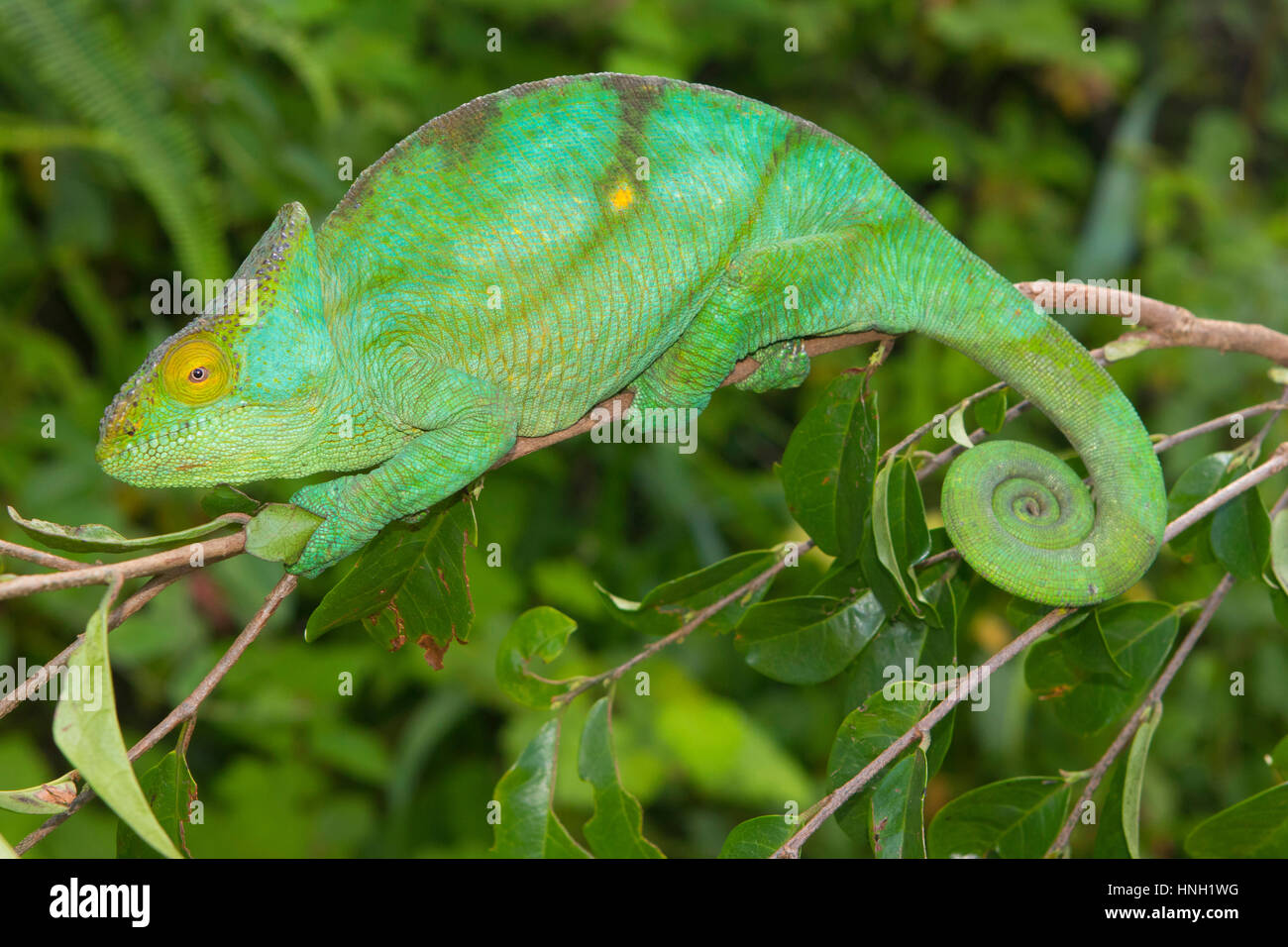 Parson's chameleon (Calumma parsonii parsonii) on branch, female ...