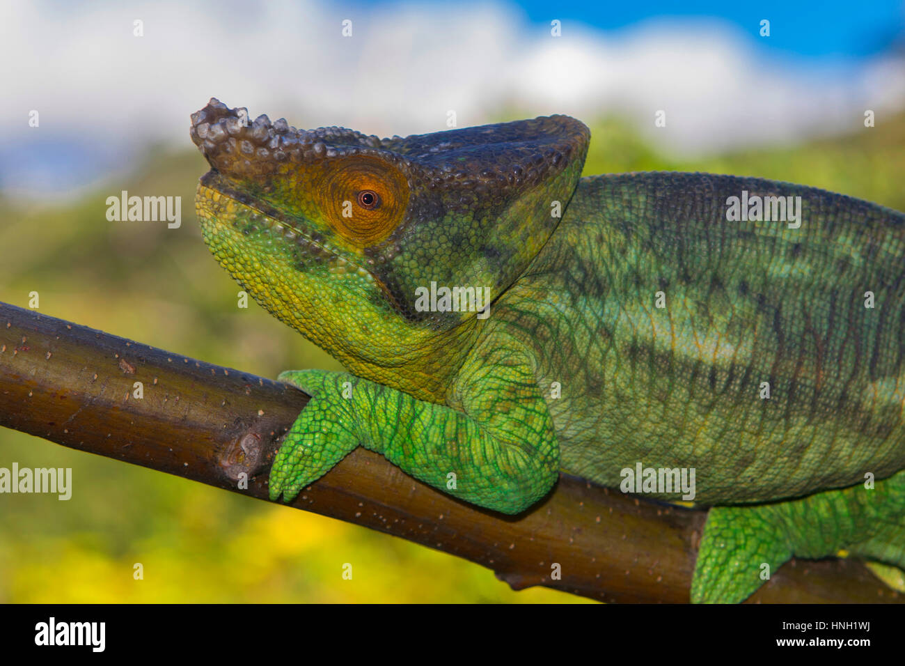 Parson's chameleon (Calumma parsonii parsonii) on branch, young male ...