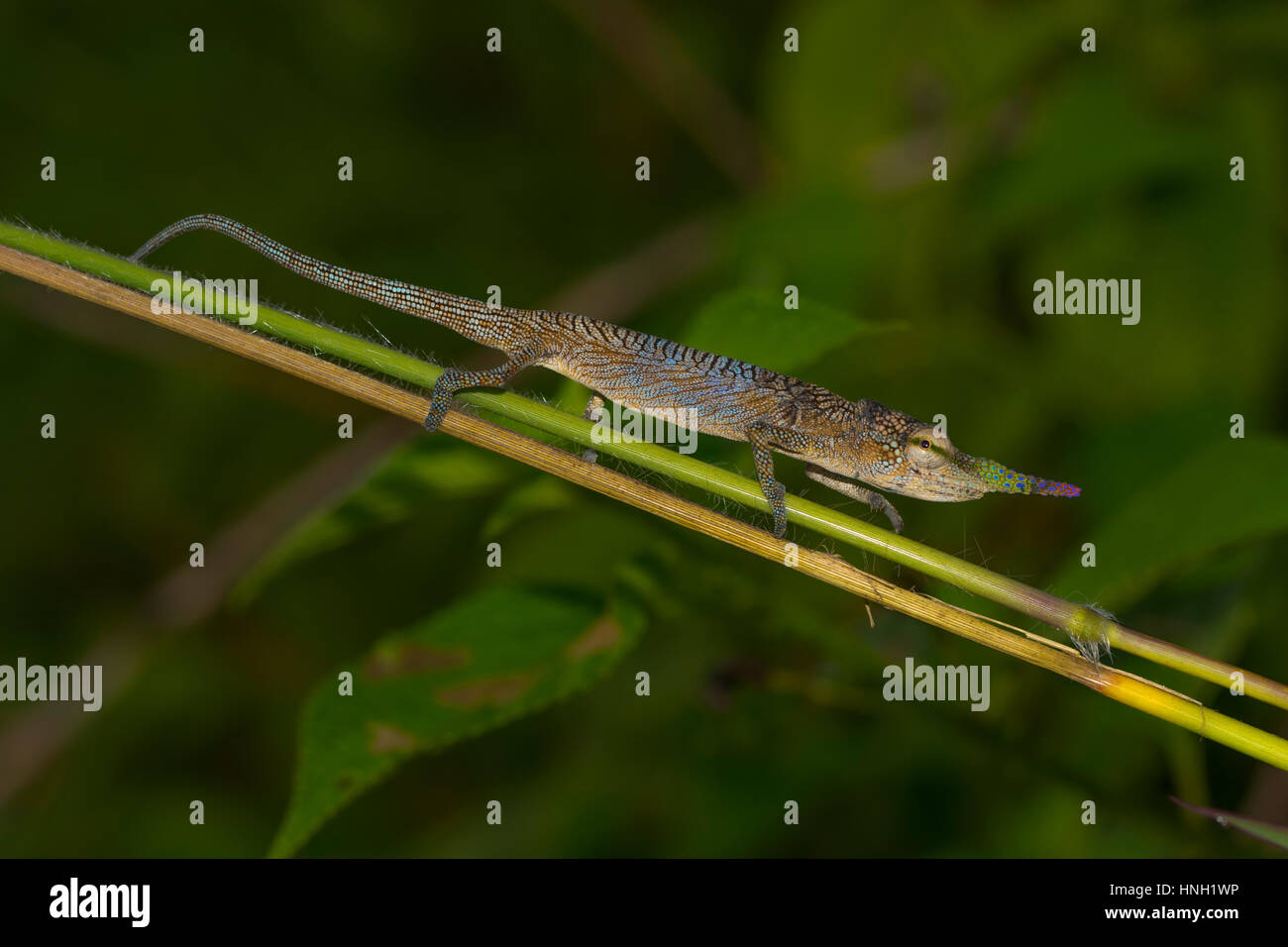Long-nosed chameleon (Calumma gallus) on branch, male, Vohimana ...