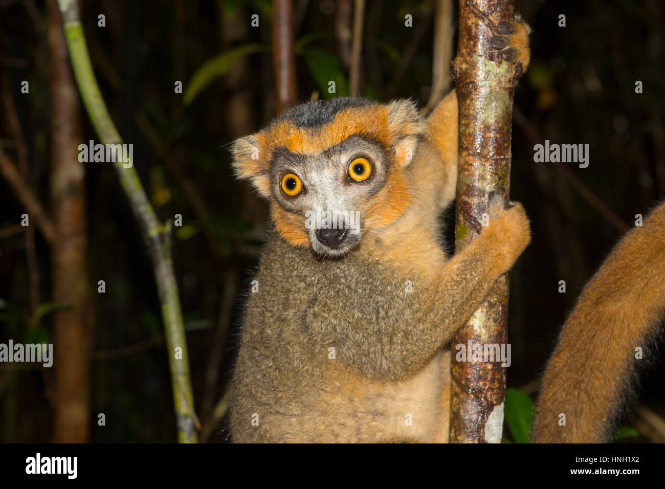 Crowned lemur (Eulemur coronatus), young female, Northeast Madagascar ...