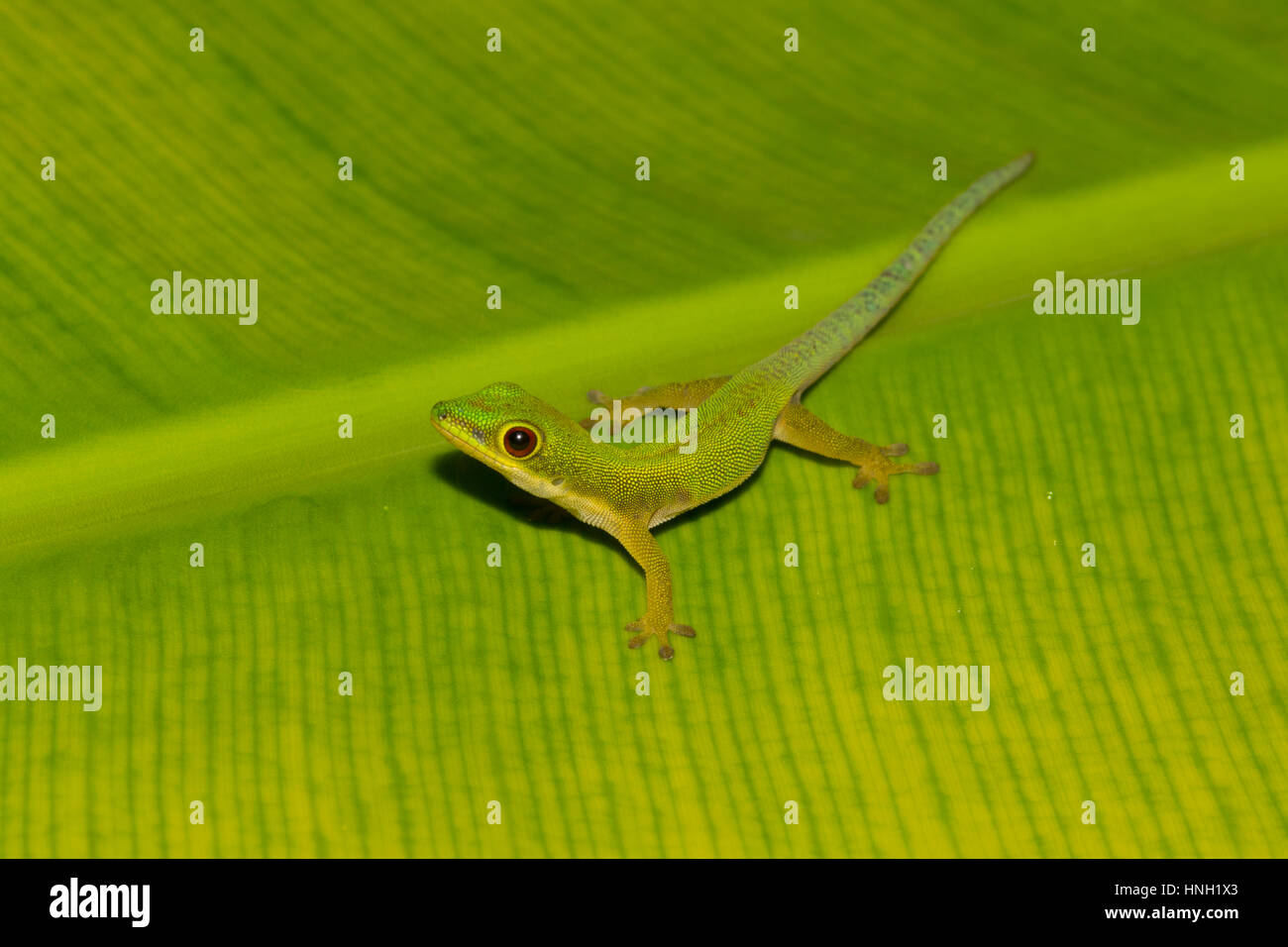 Peacock day gecko (Phelsuma quadriocellata bimaculata), juvenile on ...