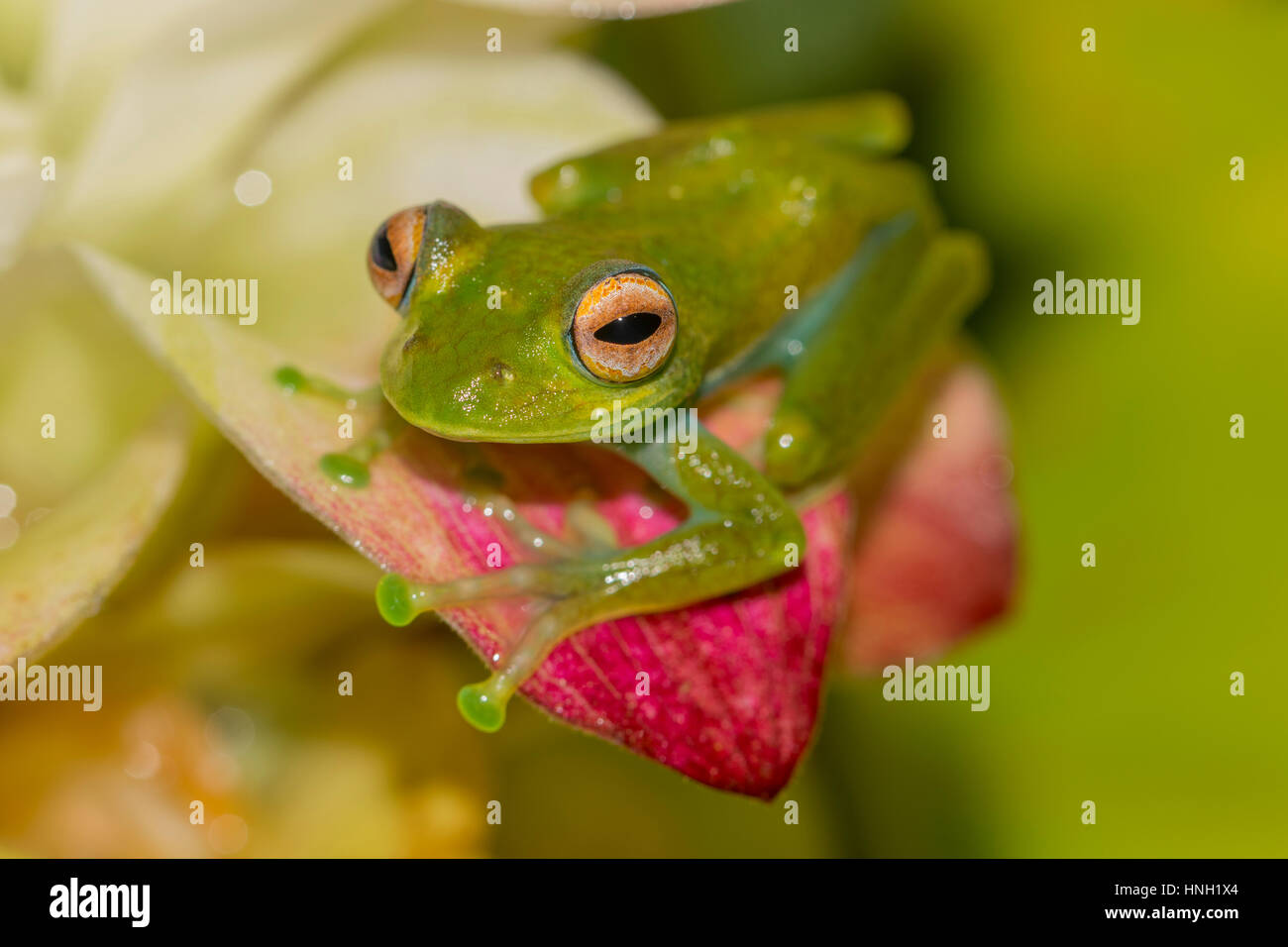 Madagascar national flower hi-res stock photography and images - Alamy