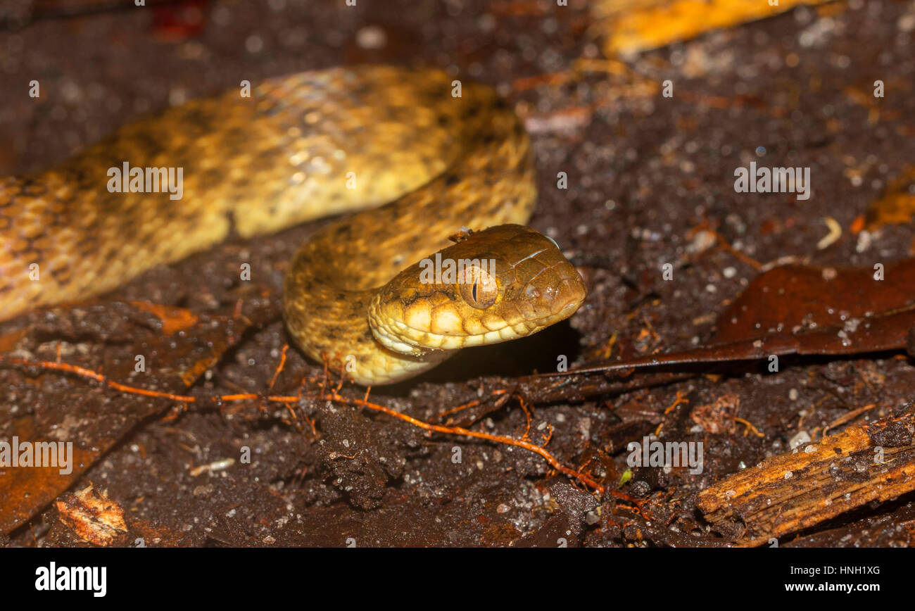 Madagascar night snake (Madagascarophis colubrinus) near Tomasina, East ...