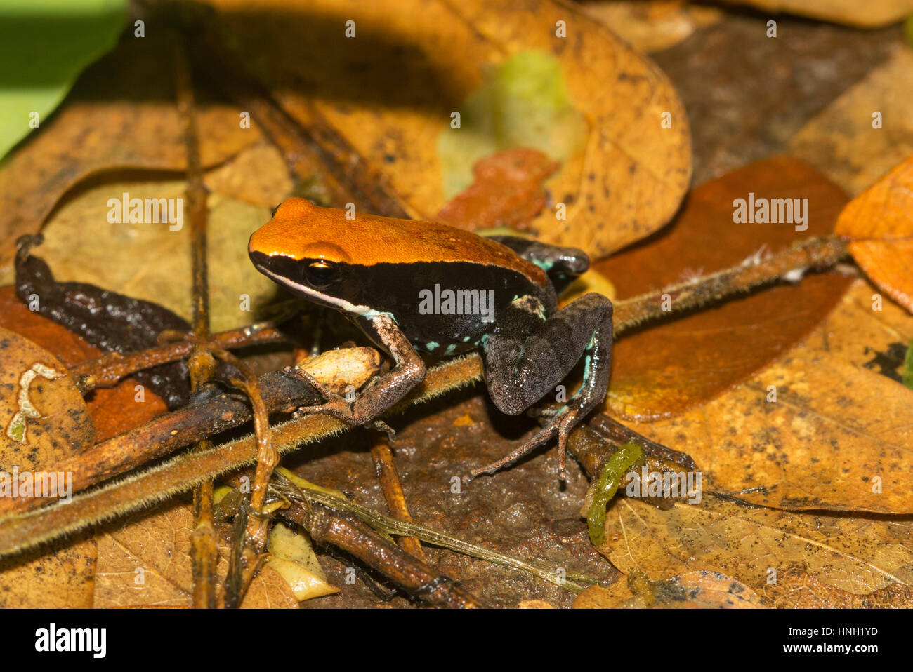 Mantellid frog (Mantella ebenaui) on leaves in rainforest of Ankify ...