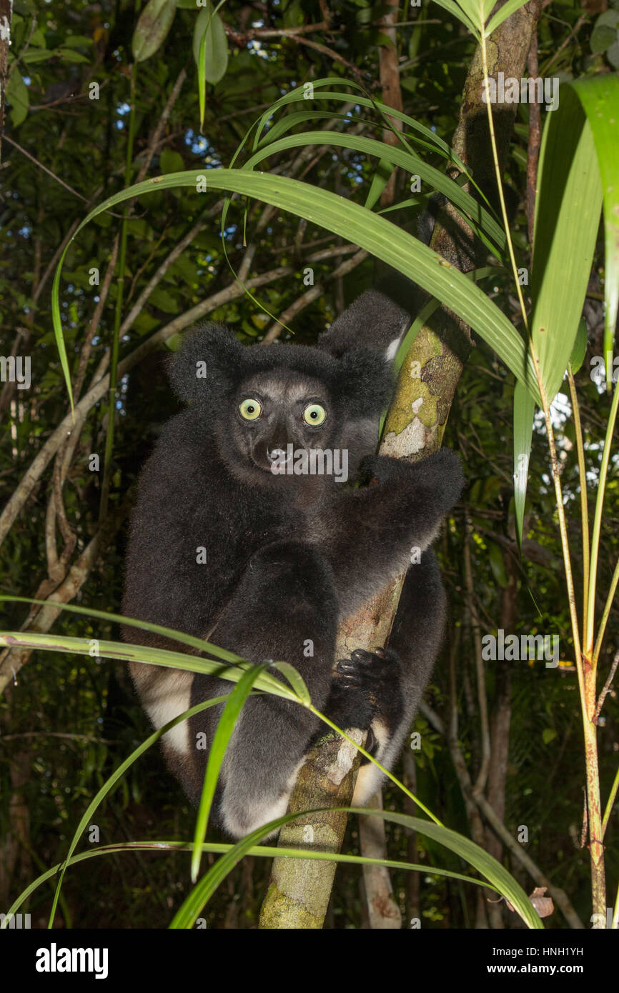 Indri (Indri indri) in the rainforest, Eastern Madagascar, Madagascar ...