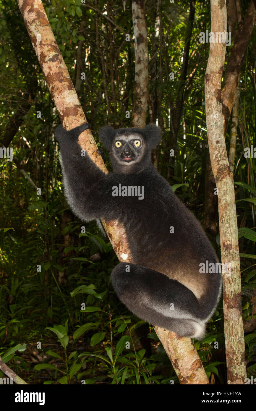Indri (Indri indri) in the rainforest, Eastern Madagascar, Madagascar ...