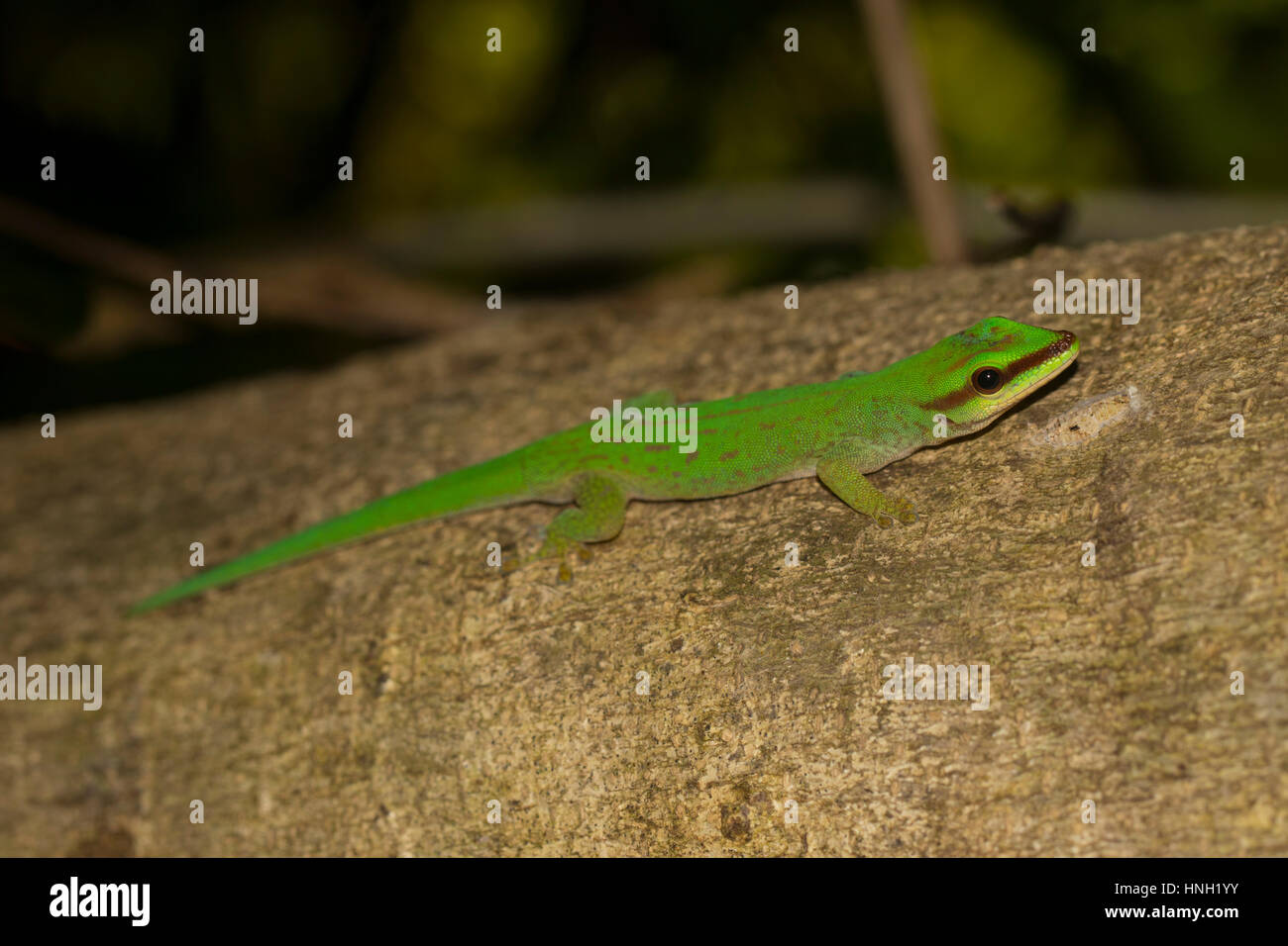Seipp's day gecko (Phelsuma seippi), Nosy Komba, Northwest Coast ...