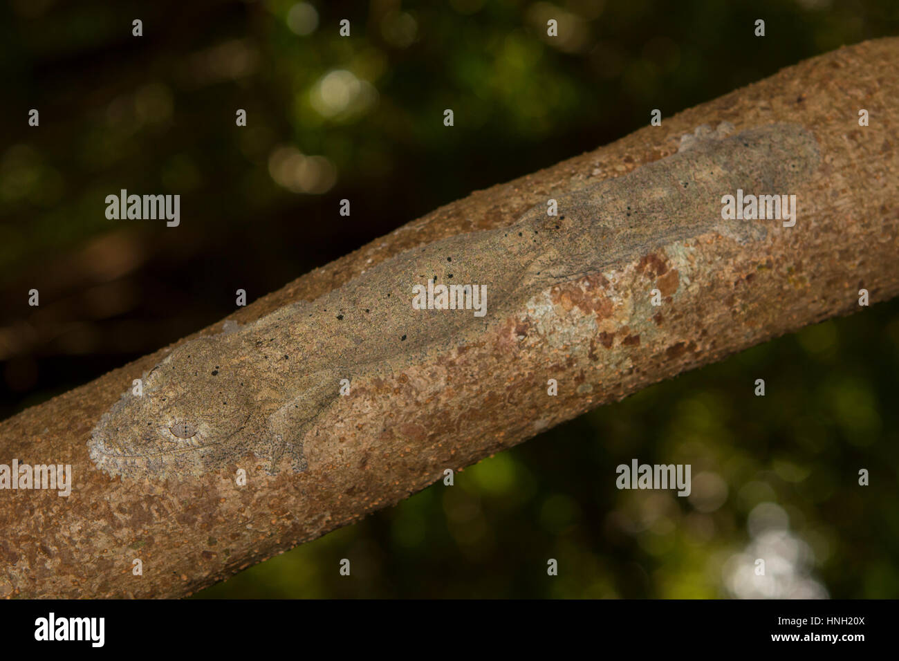 Henkel's leaf-tailed gecko (Uroplatus henkeli) camouflaged on tree ...