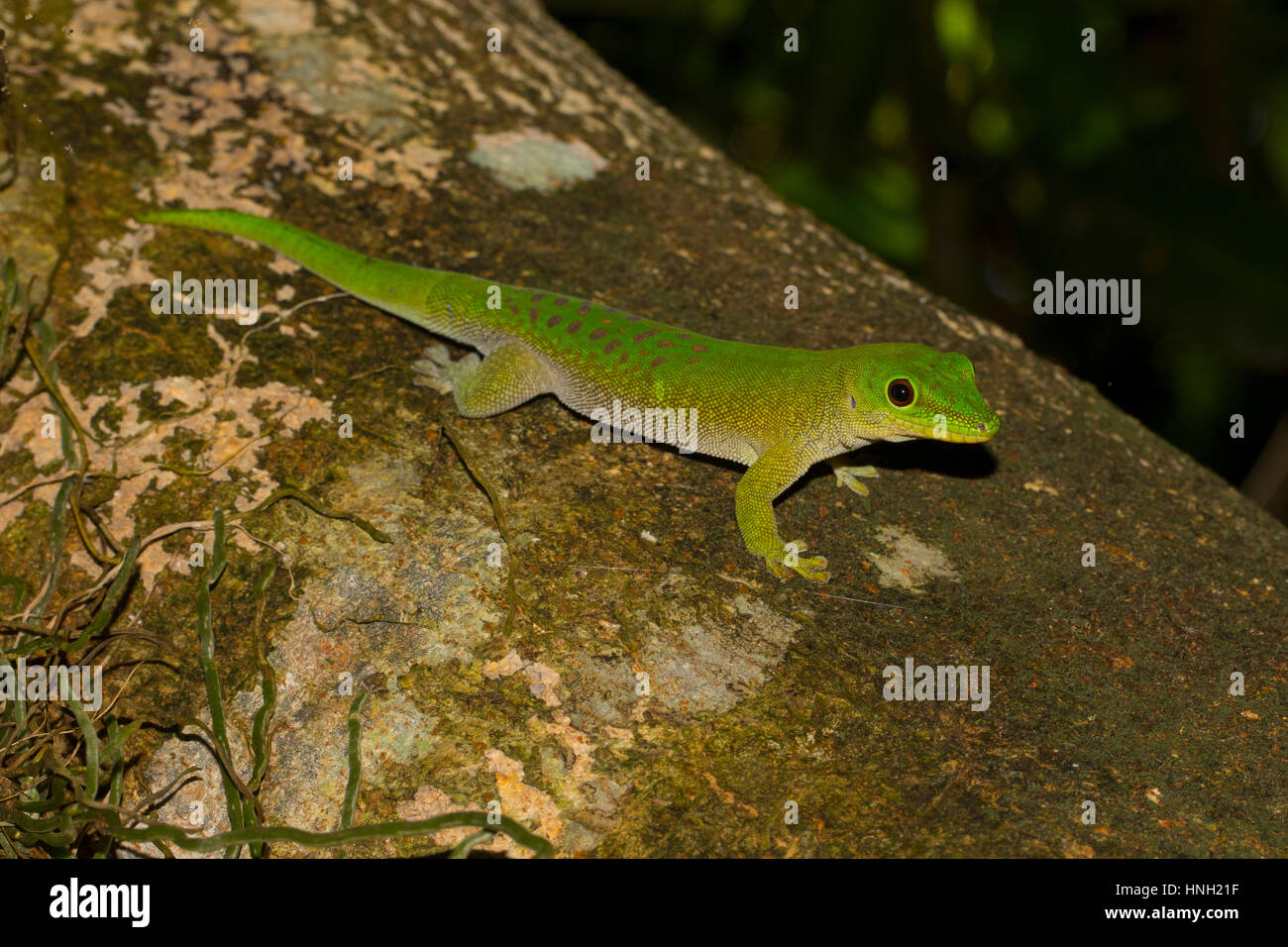 Koch's giant day gecko (Phelsuma kochi) on tree trunk, Ankarafantsika ...
