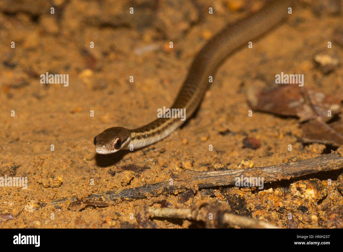 Baby Brown Water Snake