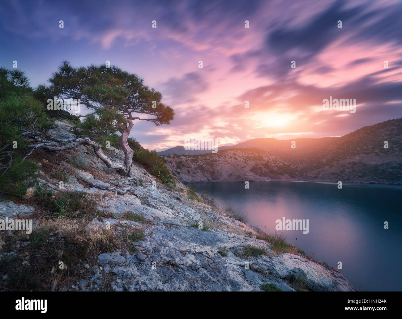 Tree growing from rock hi-res stock photography and images - Alamy