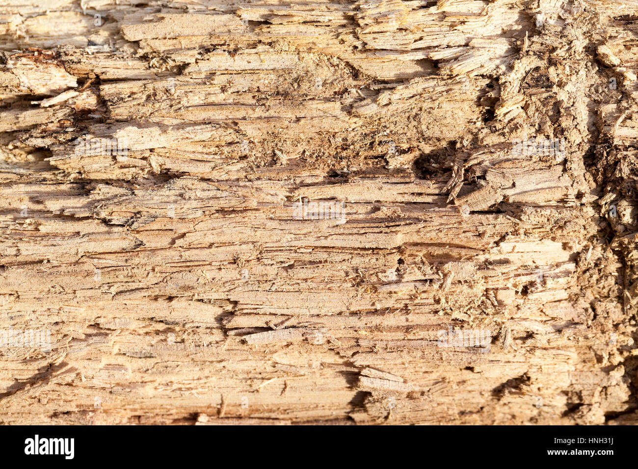 old split with an ax tree with irregular structure. Firewood ...
